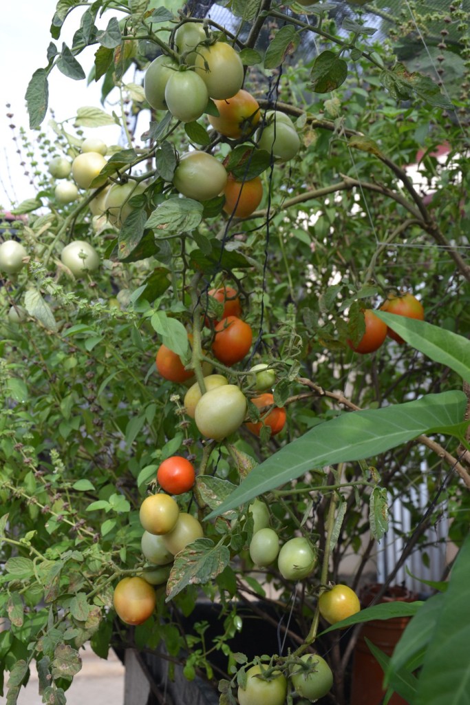 A single Tomato plant in a Hybrid Grow Bed - DavaoPonics