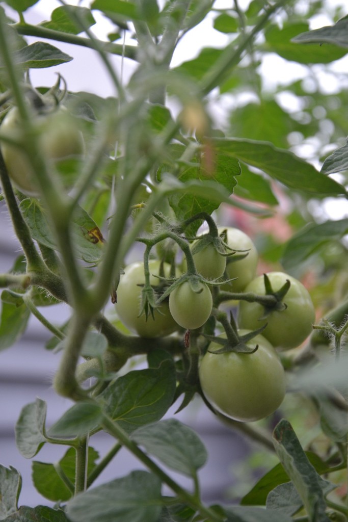 A single Tomato plant in a Hybrid Grow Bed - DavaoPonics