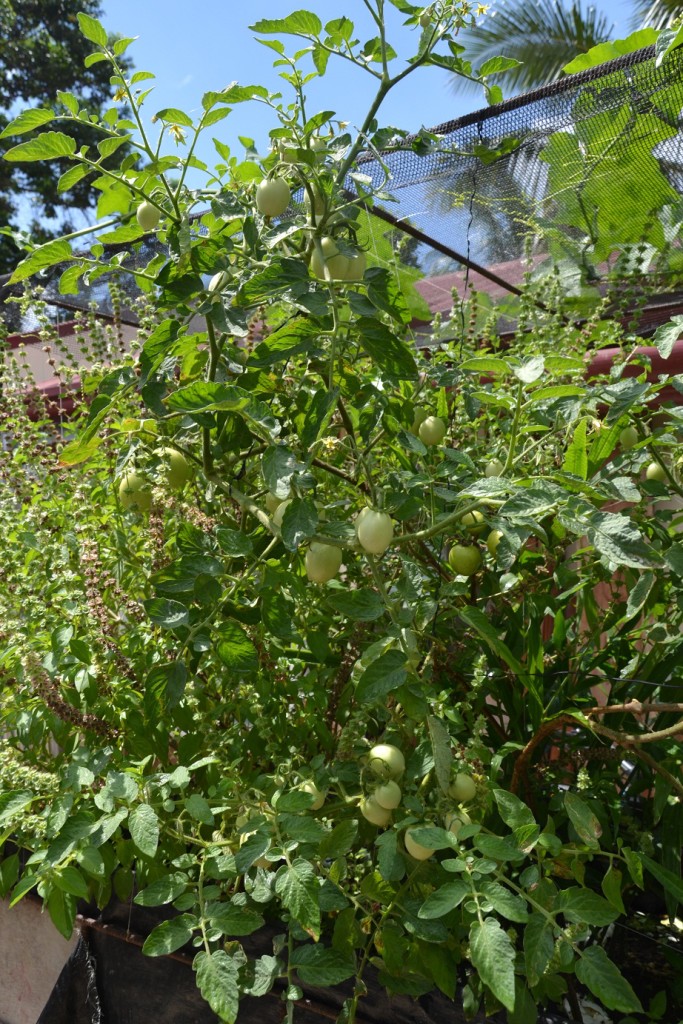 A single Tomato plant in a Hybrid Grow Bed - DavaoPonics