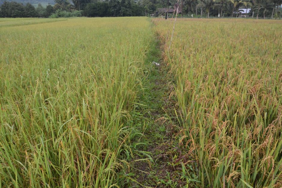 Rice (Palay) – DavaoPonics