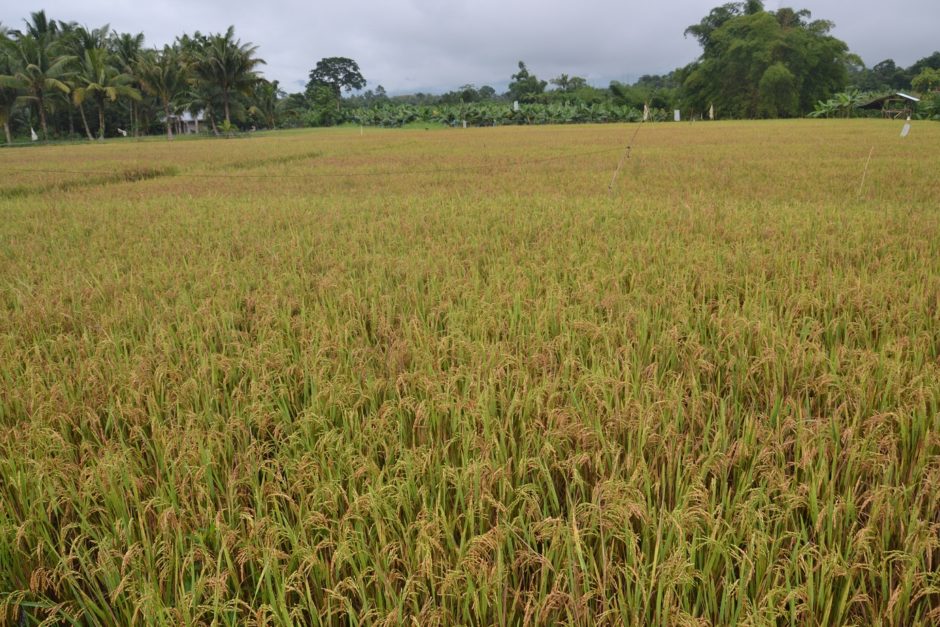Rice (Palay) – DavaoPonics