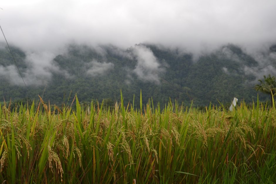 Crops – DavaoPonics