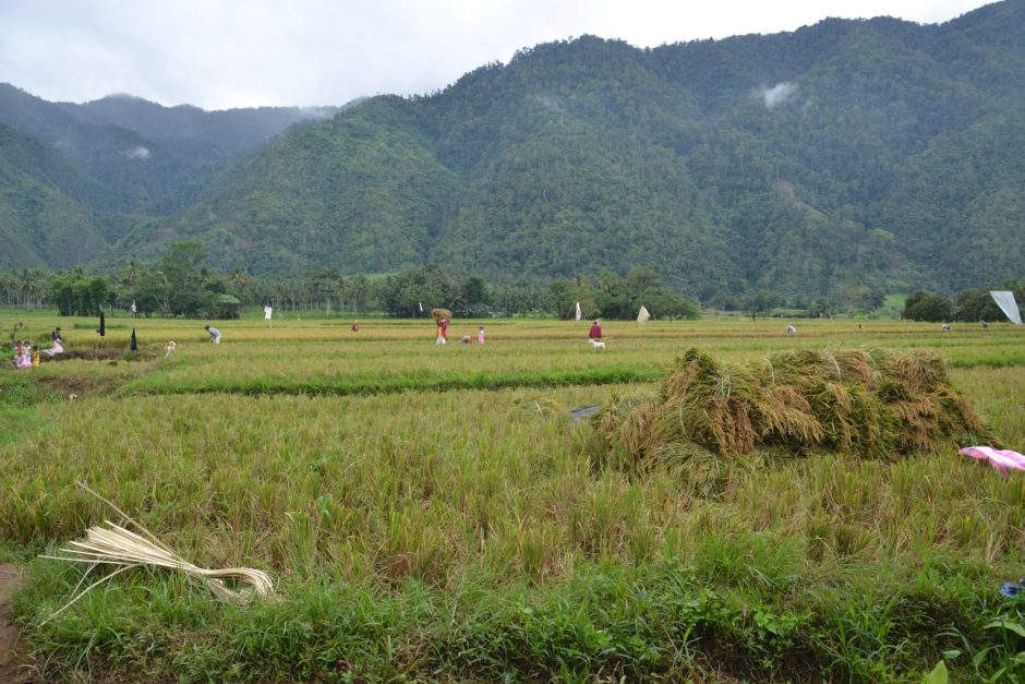 Rice (Palay) – DavaoPonics