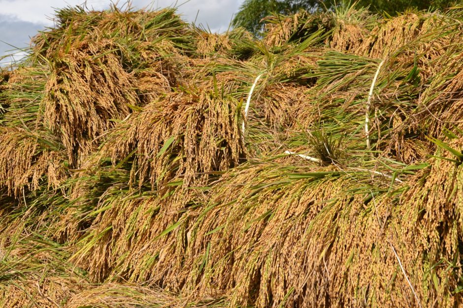 Rice (Palay) – DavaoPonics