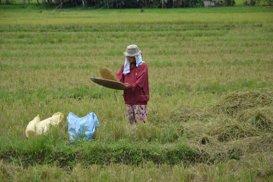 Rice (Palay) – DavaoPonics