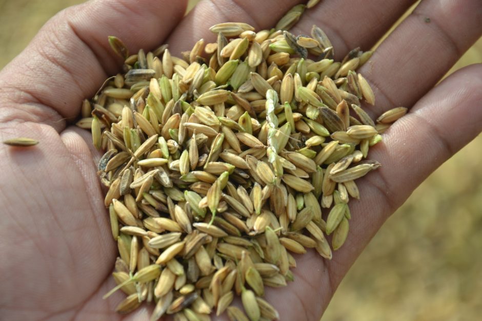 Rice (Palay) – DavaoPonics