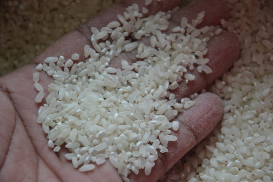 Rice (Palay) – DavaoPonics
