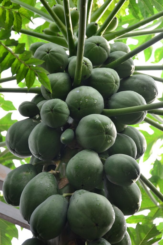 Organic cidefree solo papaya – DavaoPonics