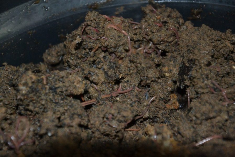 The Ideal Growing Medium for Hydroponics – DavaoPonics