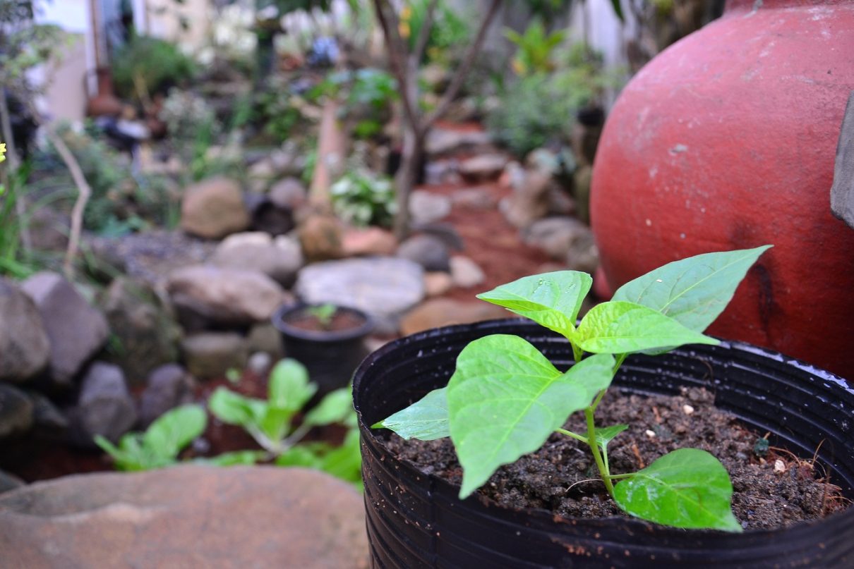 Why Reduce Synthetic Fertilizers Davaoponics