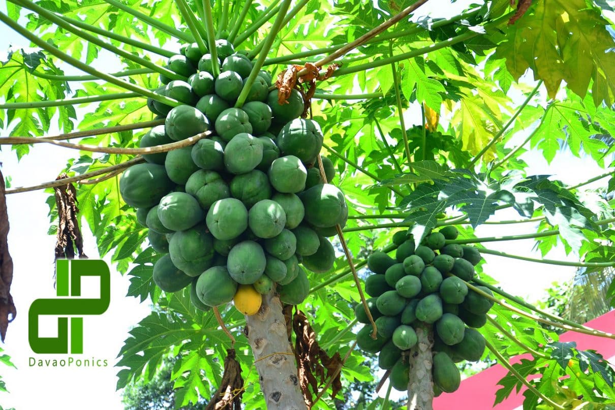 FullOn Grown Twin Trunk Papaya Tree – DavaoPonics