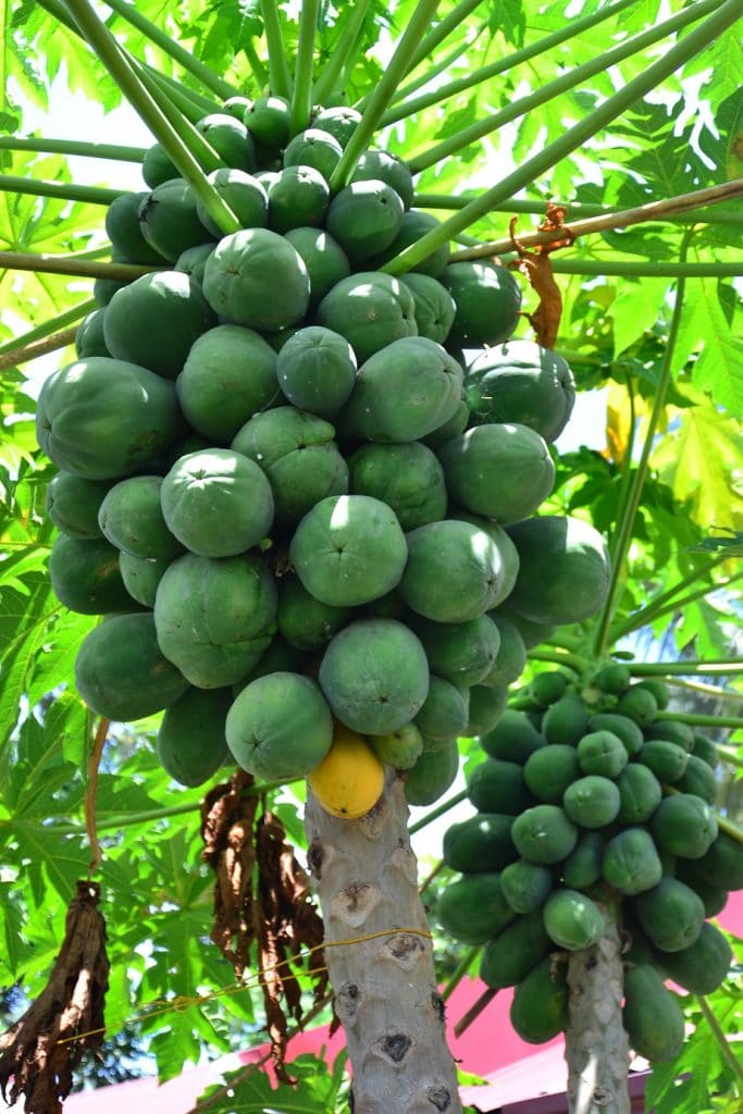 FullOn Grown Twin Trunk Papaya Tree – DavaoPonics