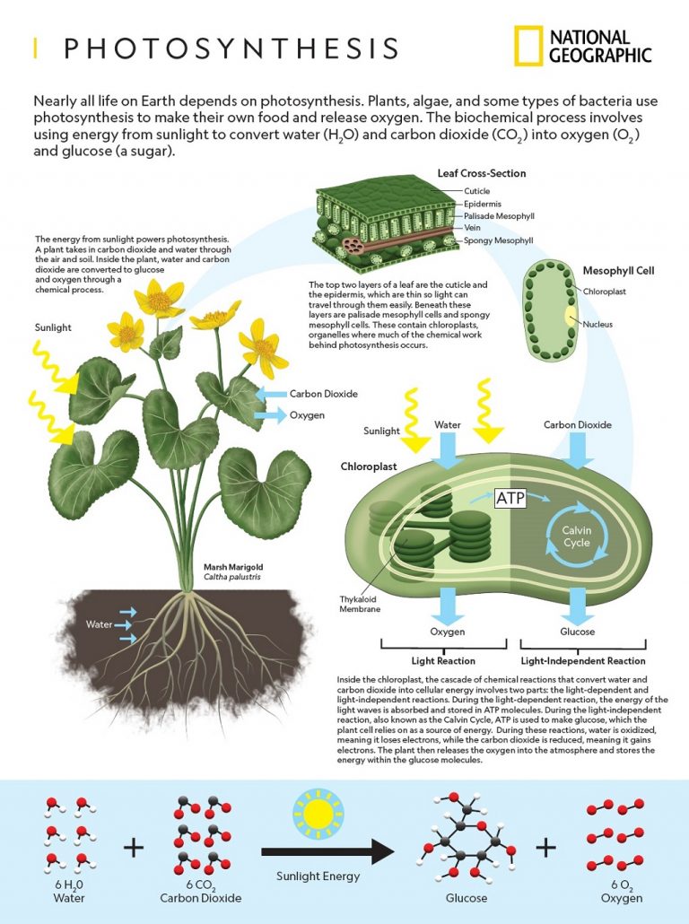 How does Photosynthesis work? – DavaoPonics