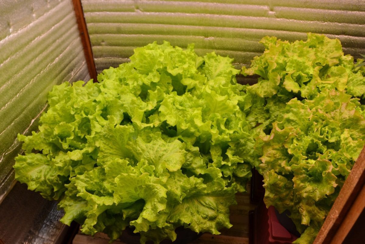 33 Days Lettuce Experiment – DavaoPonics