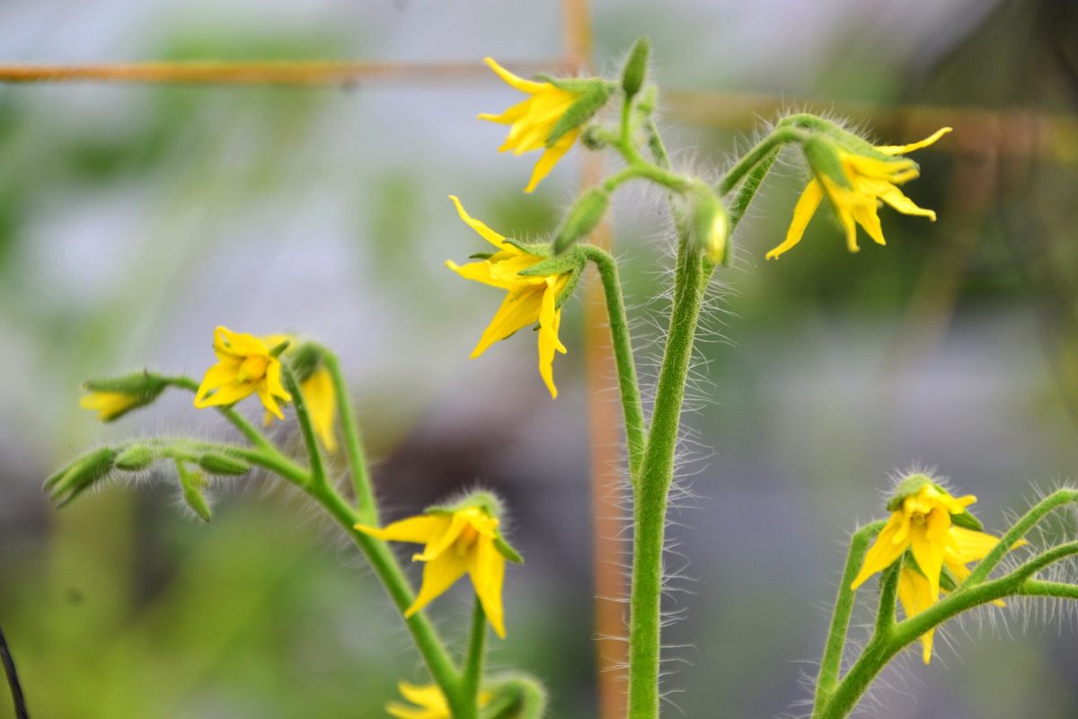 FullOn Grown Party Tomato – DavaoPonics